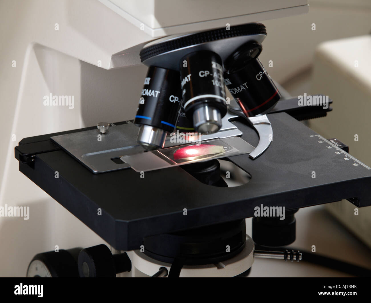 Microscope closeup with lens turret and rose flower leaf Stock Photo ...
