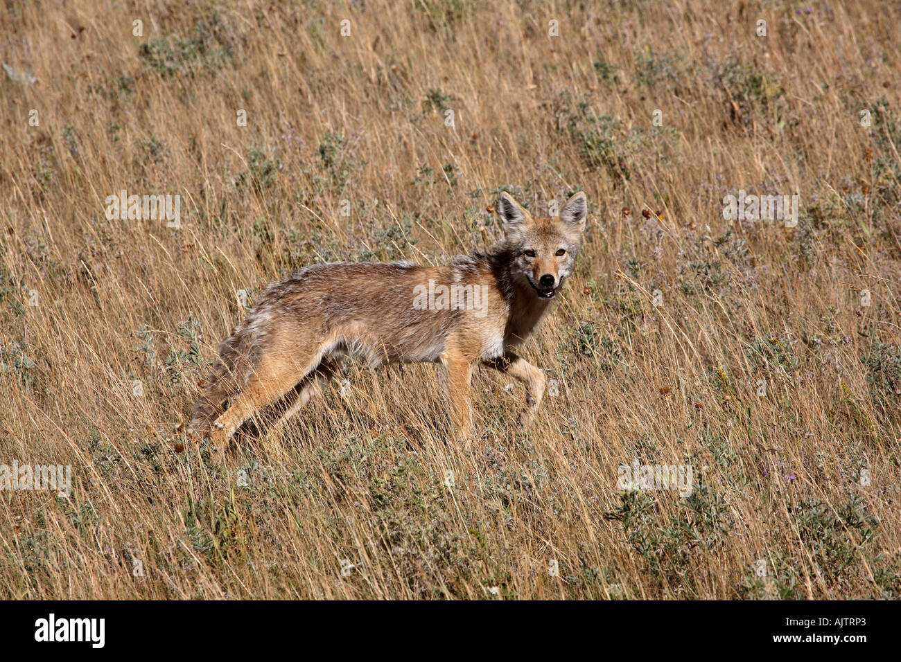 A young coyote hunting gophers in Waterton Lakes National Park in ...