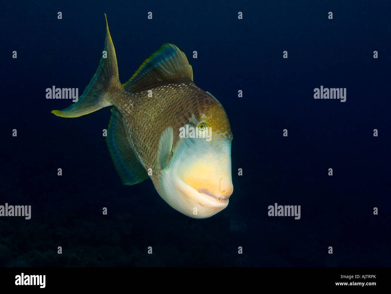 Yellowmargin trigger fish hi-res stock photography and images - Alamy