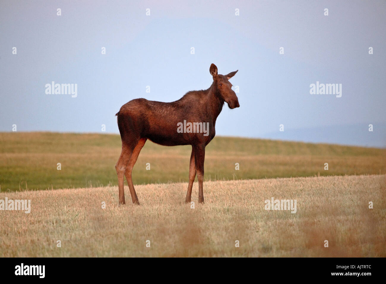 Female Moose in a field at dawn N of Drywood in southwestern Alberta ...