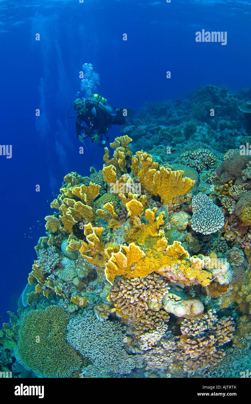 Coral reefs malaysia diver hi-res stock photography and images - Alamy