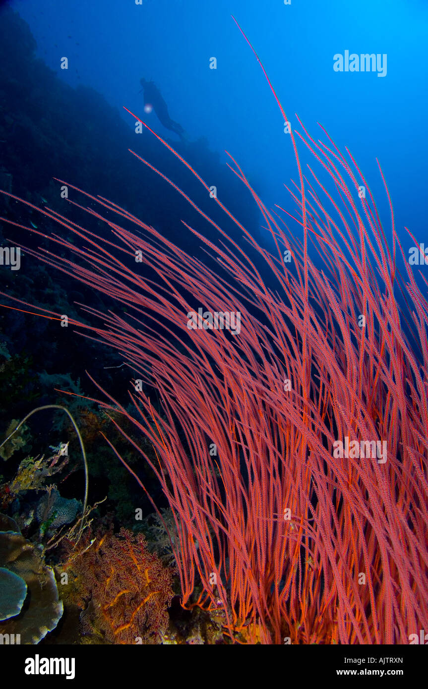 Whip coral ellisella sp hi-res stock photography and images - Alamy