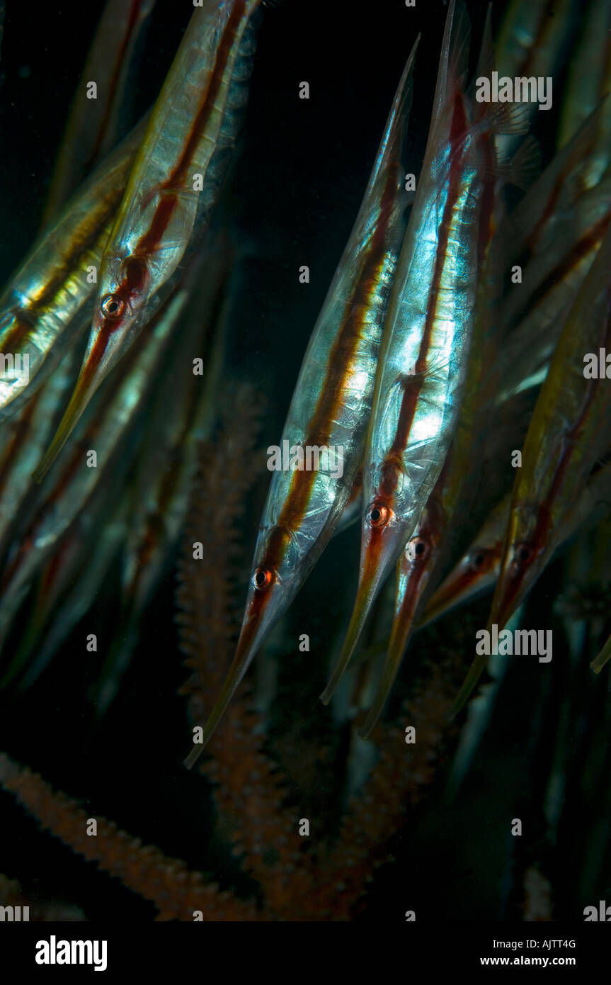 Razorfishes Aeoliscus strigatus Celebes Banda Sea Indonesia Stock Photo ...