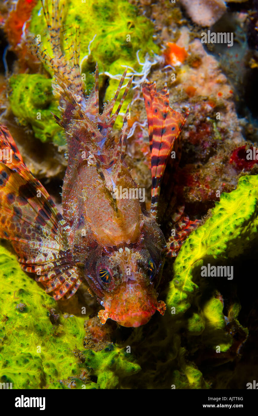 Dendrochirus Brachypterus High Resolution Stock Photography and Images ...