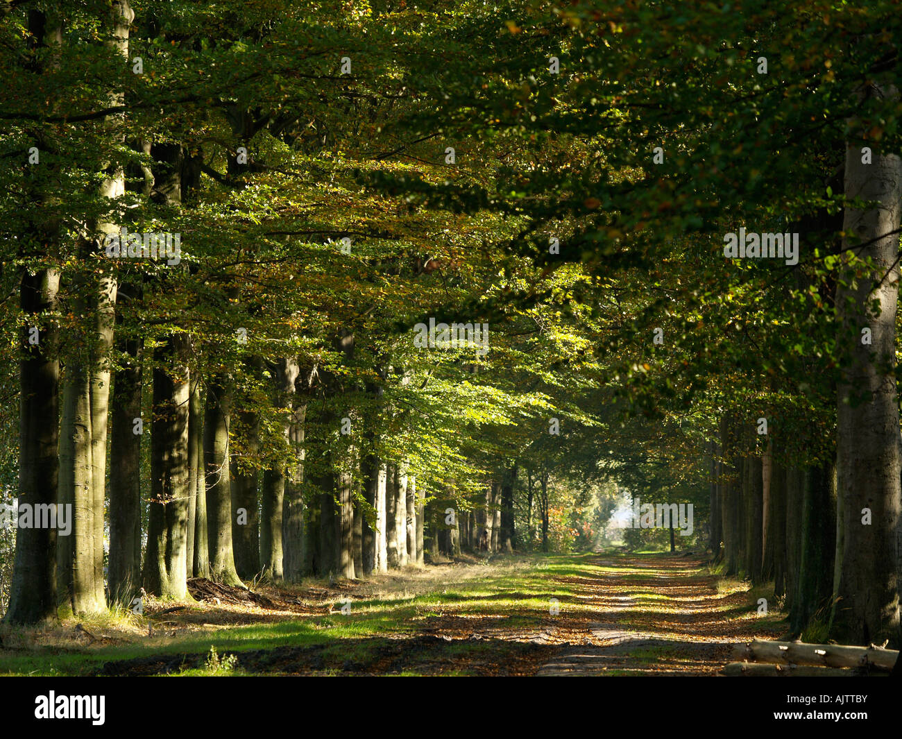 Wouwse plantage hi-res stock photography and images - Alamy
