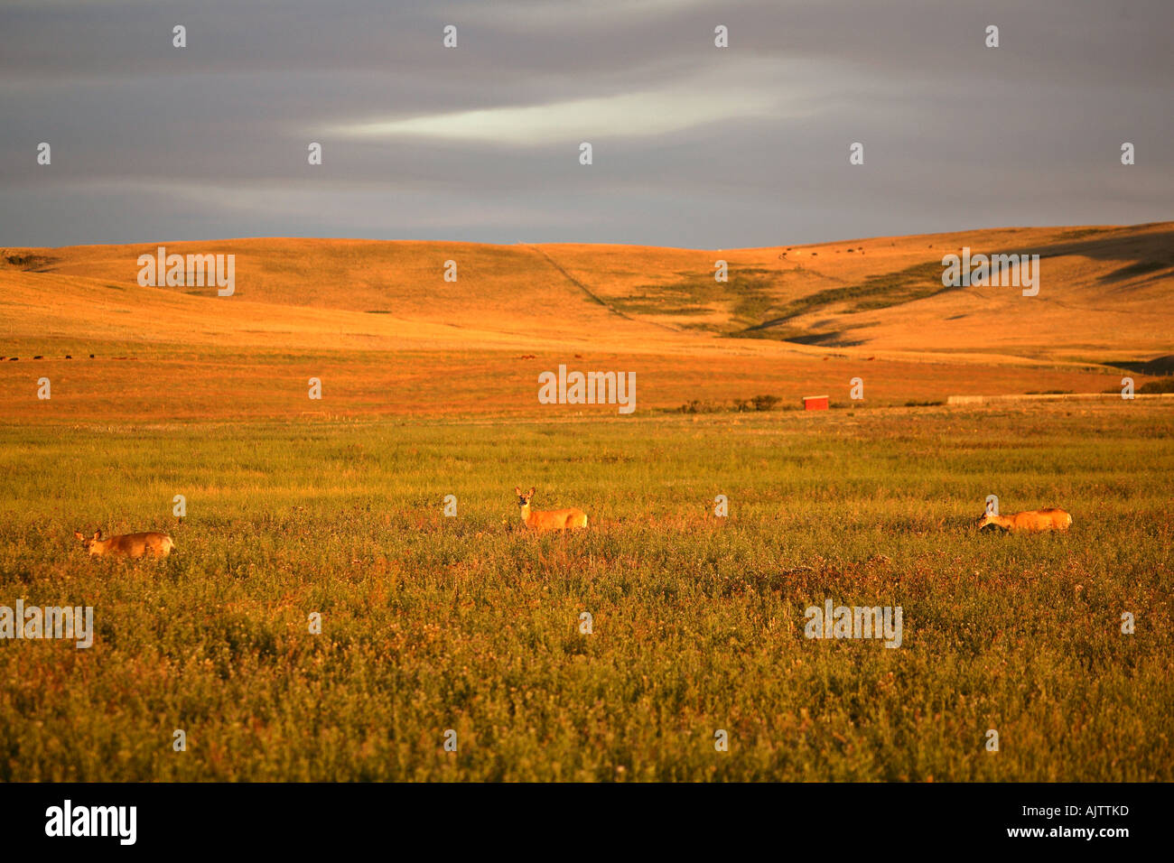 Three Mule Deer does grazing in a field of clover in southwestern ...