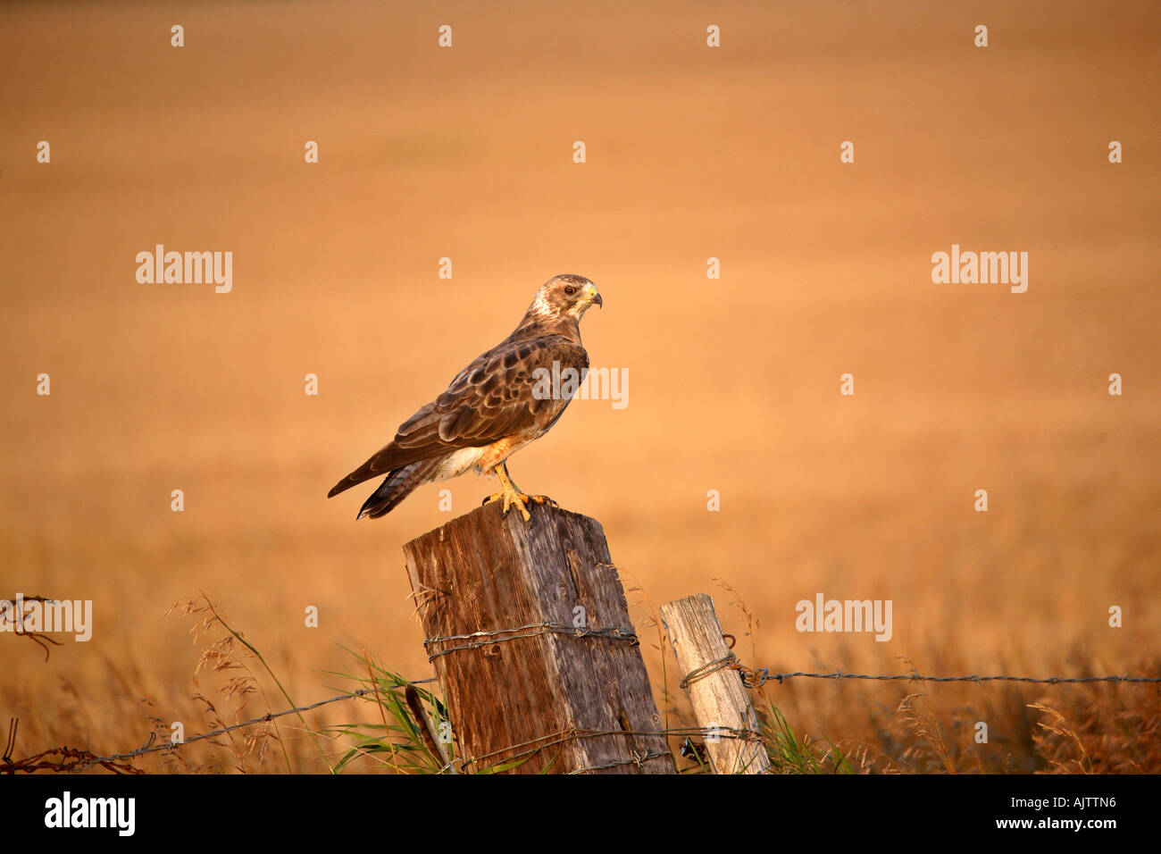Swainson's Hawk on fence post in southwestern Alberta Canada Stock ...