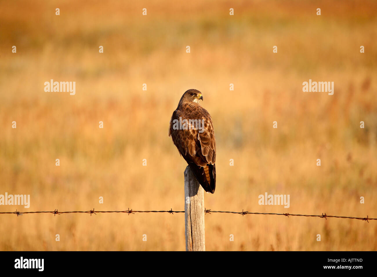 Swainson's Hawk on fence post in southwestern Alberta Canada Stock ...