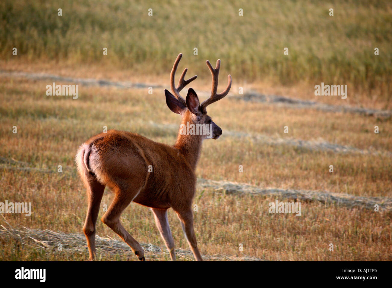 Mule Deer buck in a field NW of Pincher Creek in southwestern Alberta ...