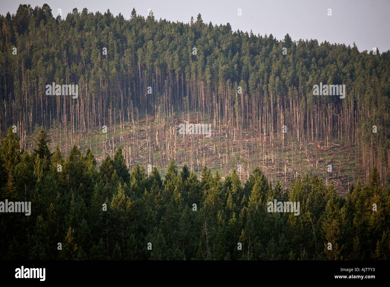 Cleared slope hi-res stock photography and images - Alamy