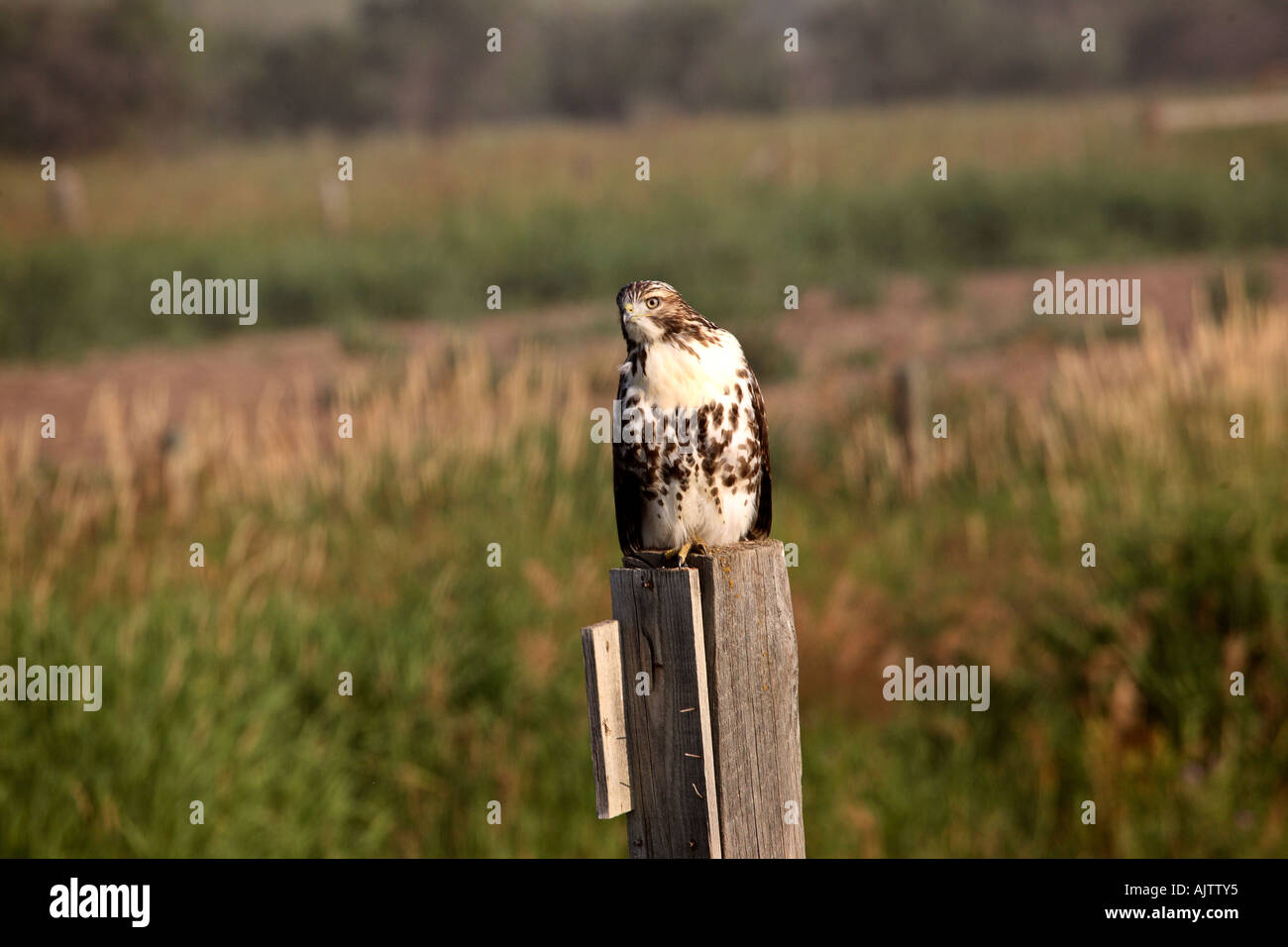 Red-tailed Hawk on fence post in southwestern Alberta Canada Stock ...