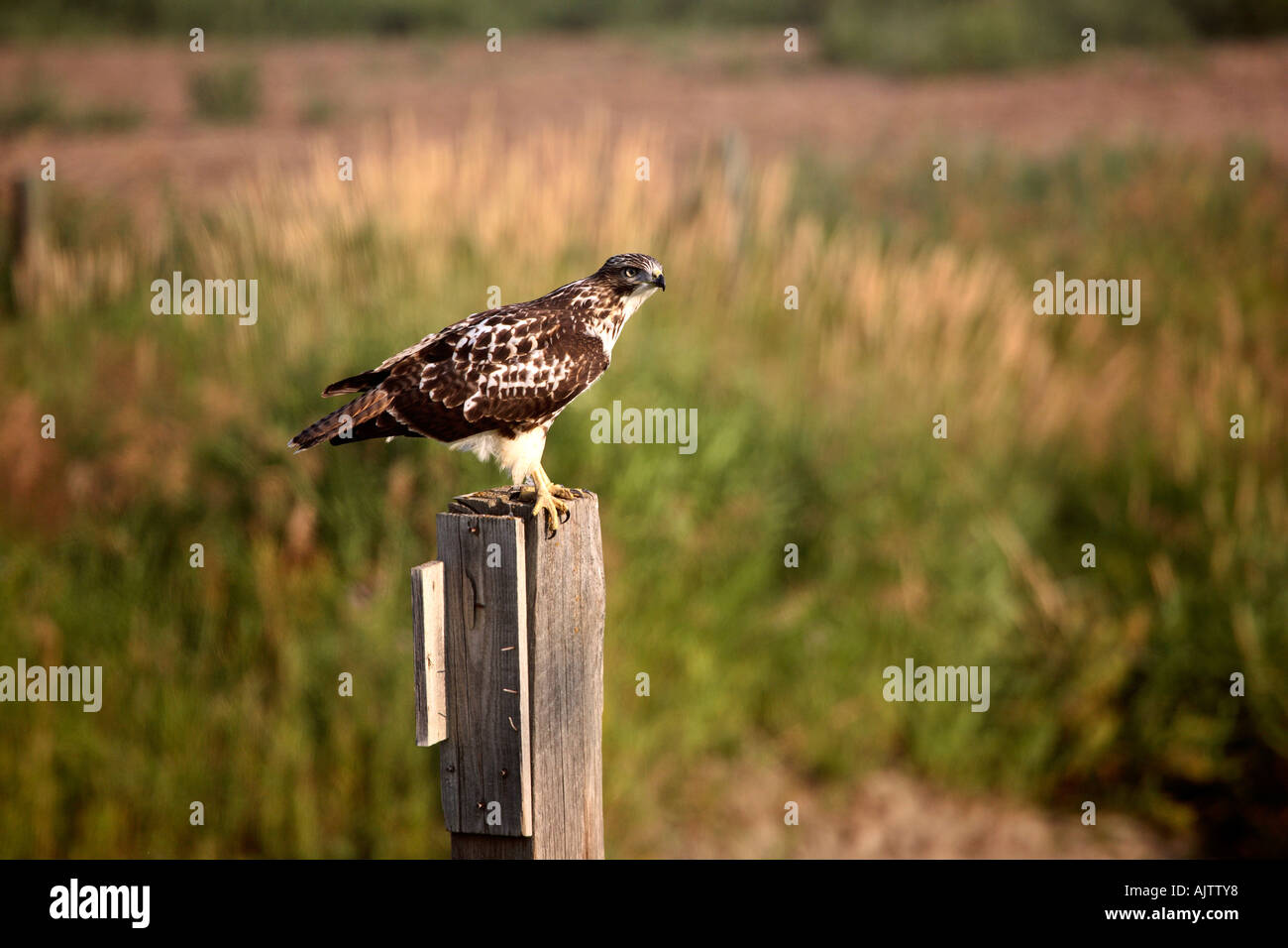 Red-tailed Hawk on fence post in southwestern Alberta Canada Stock ...