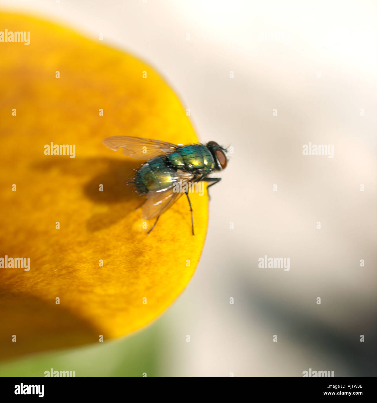 Common green fly hi-res stock photography and images - Alamy