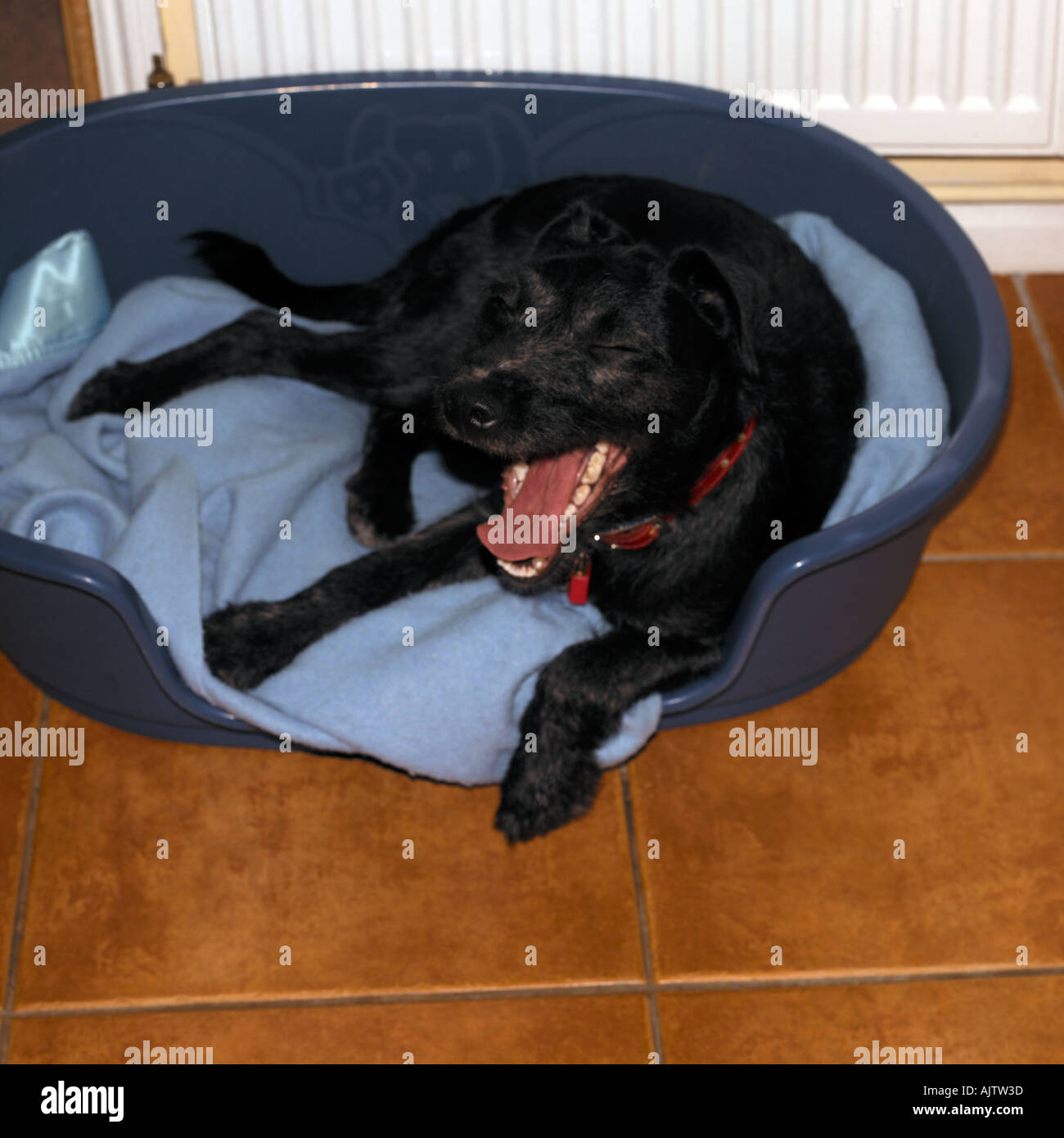 Yawning puppy hi-res stock photography and images - Alamy