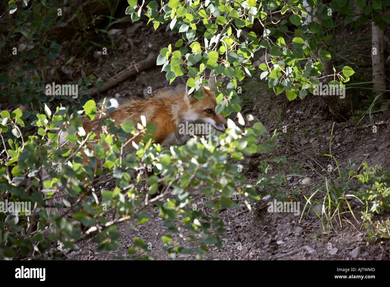 Fox creek alberta hi-res stock photography and images - Alamy