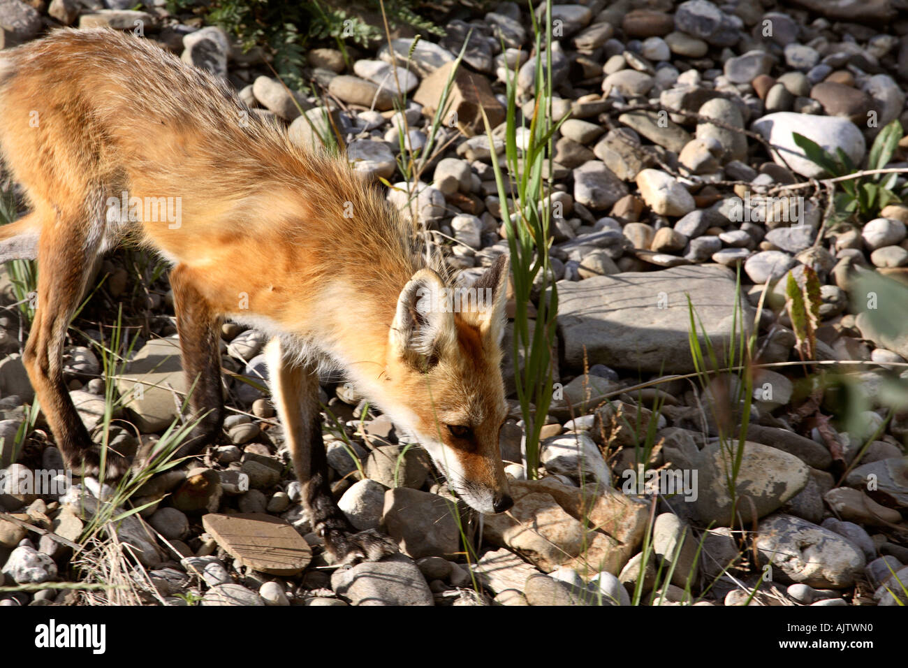 Red Fox along the Harold Creek Road in Fallen Timber Forest Reserve in ...
