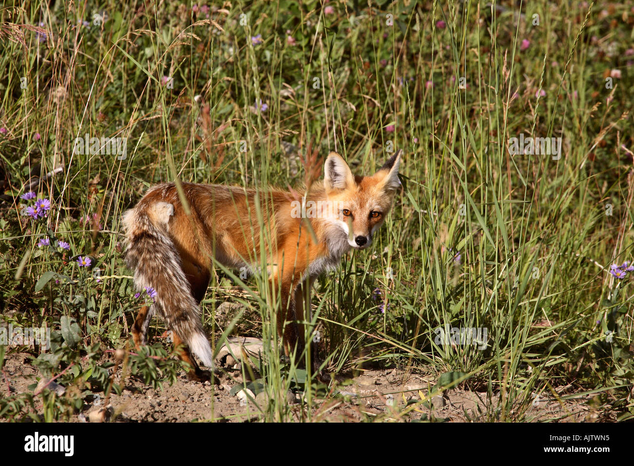 Red Fox along the Harold Creek Road in Fallen Timber Forest Reserve in ...