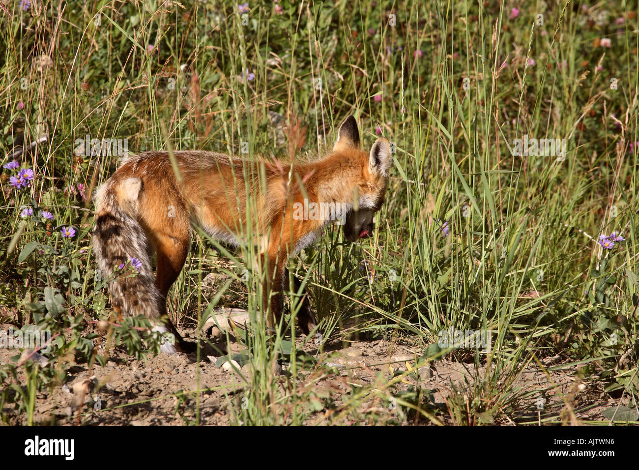 Red Fox along the Harold Creek Road in Fallen Timber Forest Reserve in ...