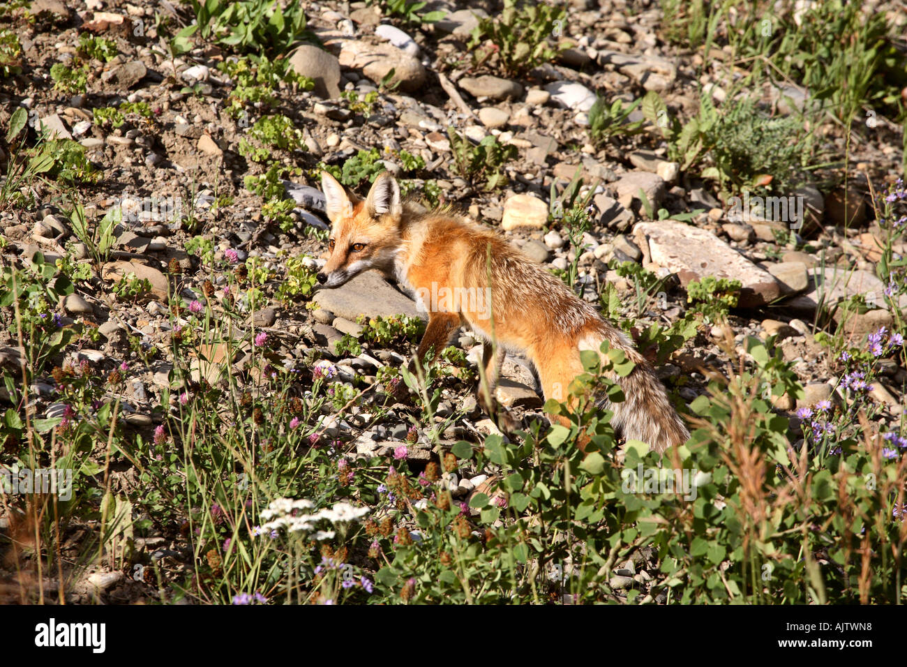 Fox creek alberta hi-res stock photography and images - Alamy