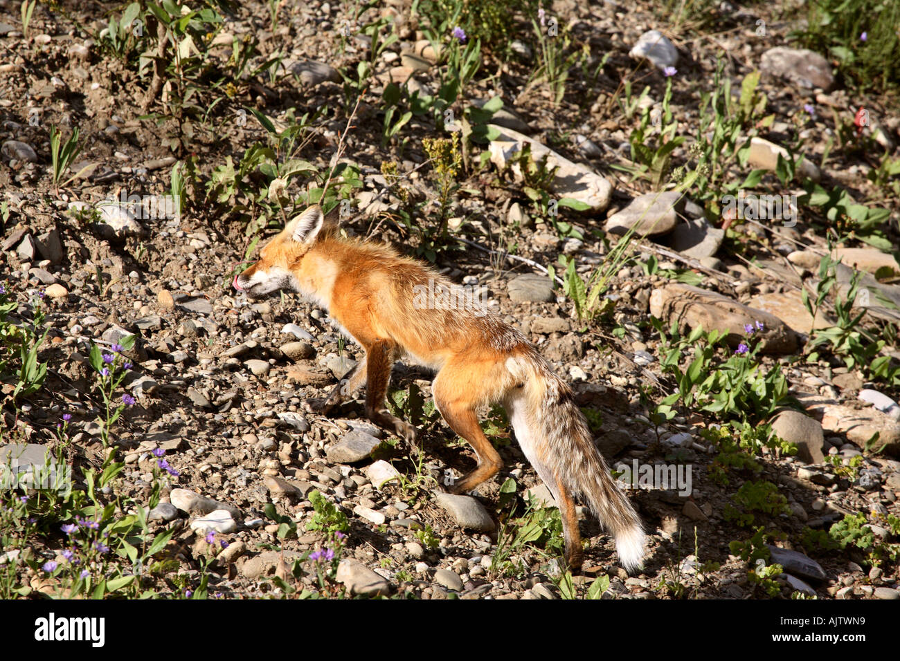 Red fox in forest photo and image hi-res stock photography and images ...