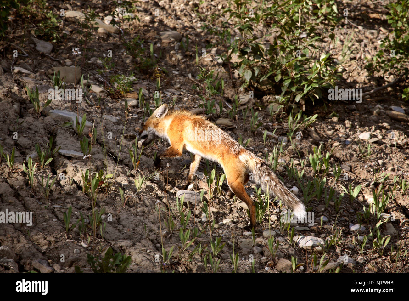 Fox creek alberta hi-res stock photography and images - Alamy