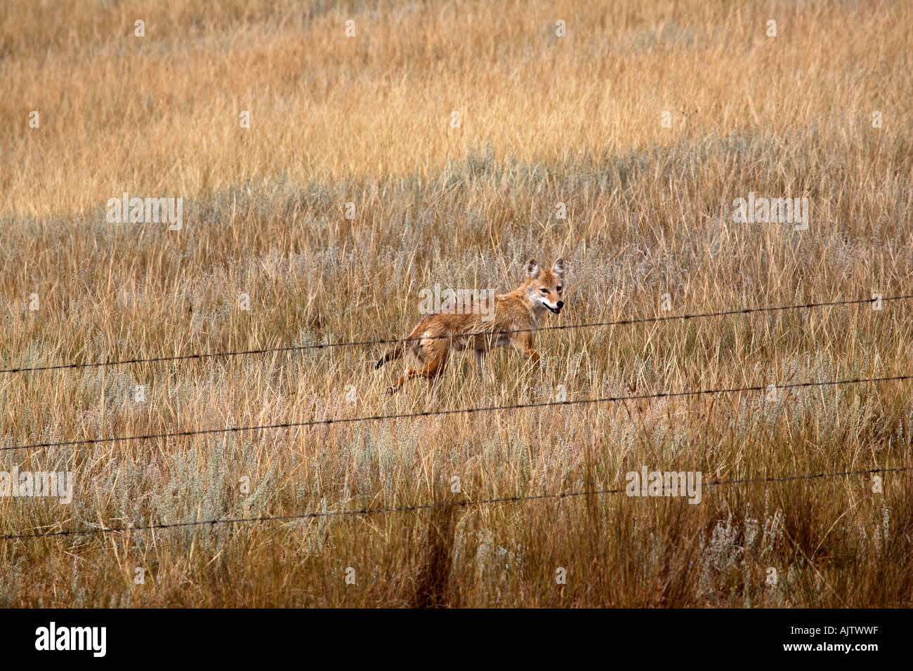 Red Fox along a barbed-wire fence in Alberta Canada Stock Photo - Alamy