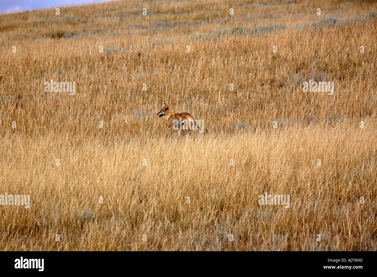 Red Fox in a field in Alberta Canada Stock Photo - Alamy