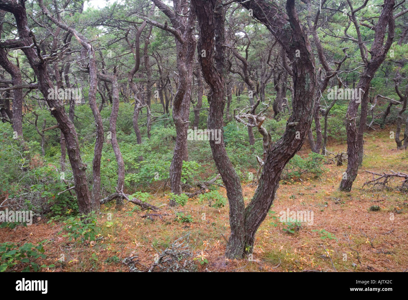 Cape cod pitch pine trees hi-res stock photography and images - Alamy