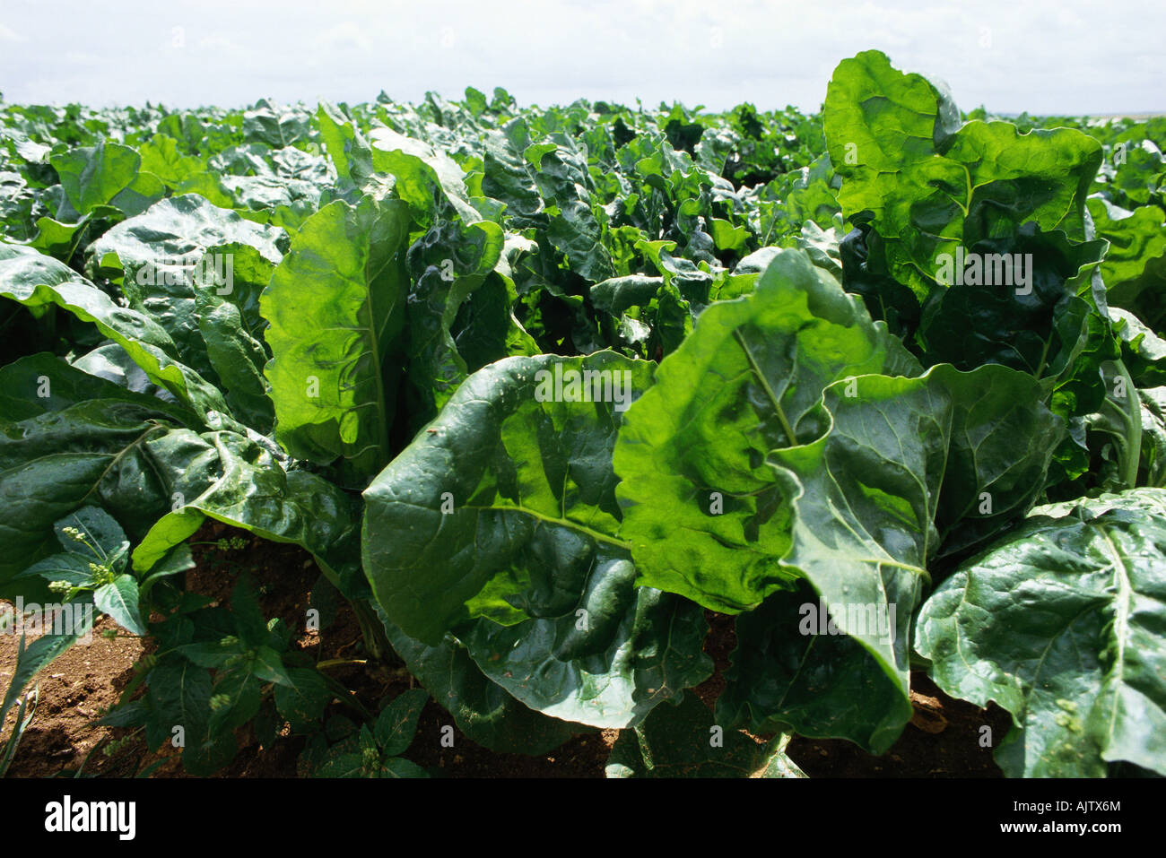 Field chard hi-res stock photography and images - Alamy