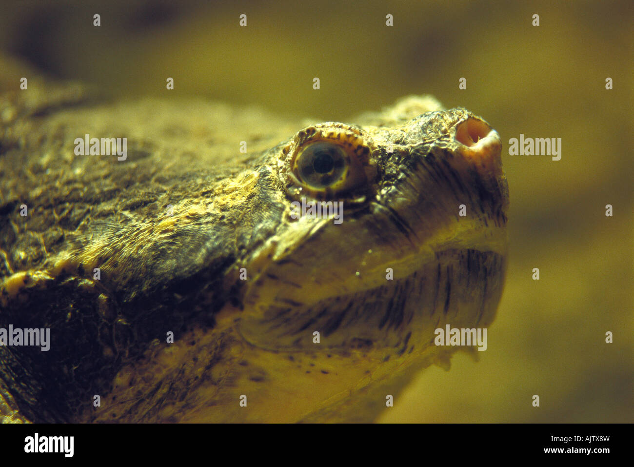 Turtle sensation hi-res stock photography and images - Alamy