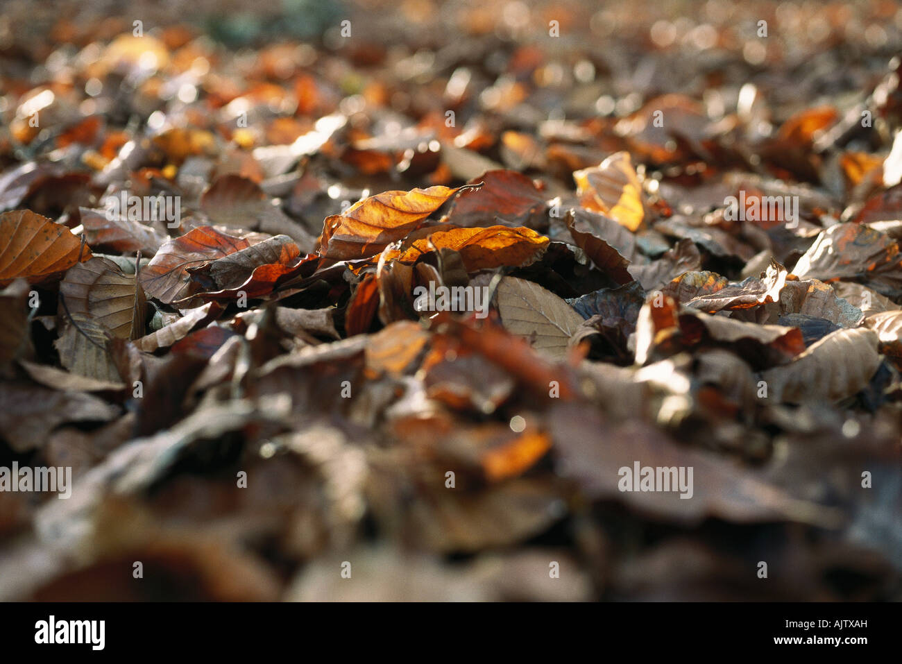 Ground level shots hi-res stock photography and images - Alamy