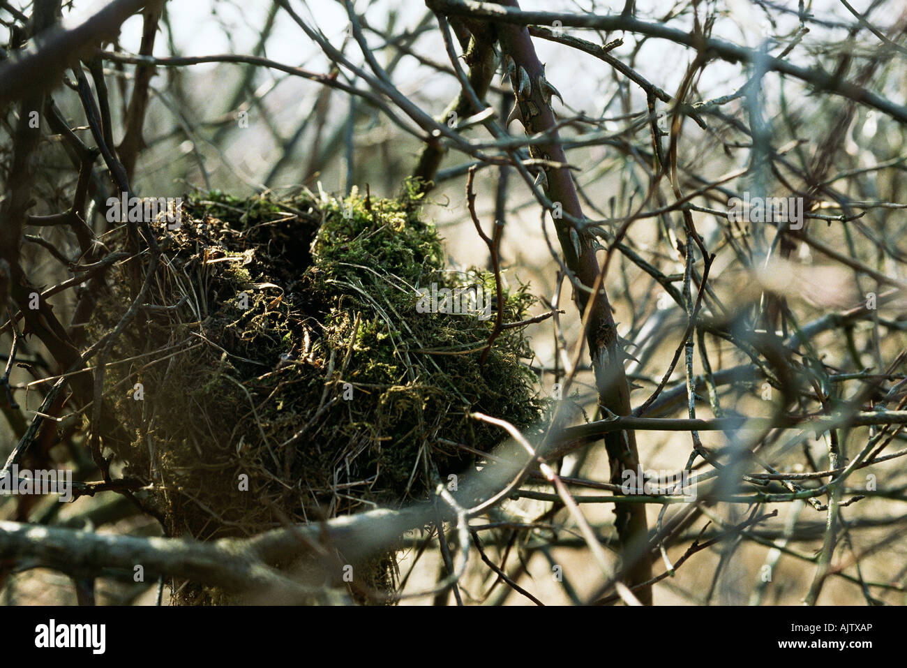 Nest in tree Stock Photo - Alamy