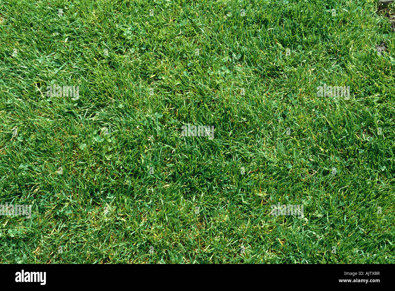 Green lawn, full frame Stock Photo - Alamy