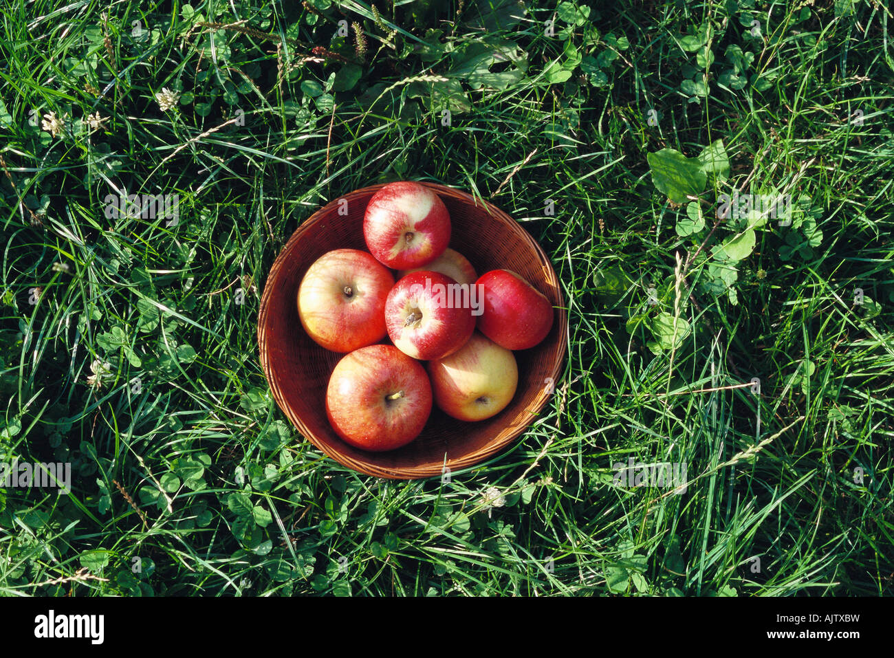 Basket of apples, high angle view Stock Photo - Alamy