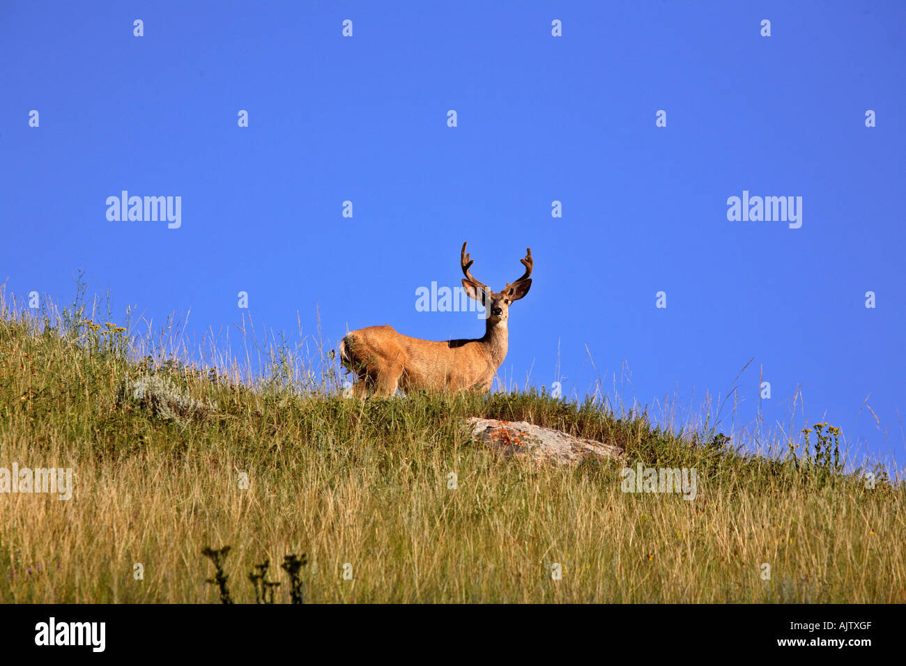 Mule Deer buck on a ridge in scenic Saskatchewan Canada Stock Photo - Alamy