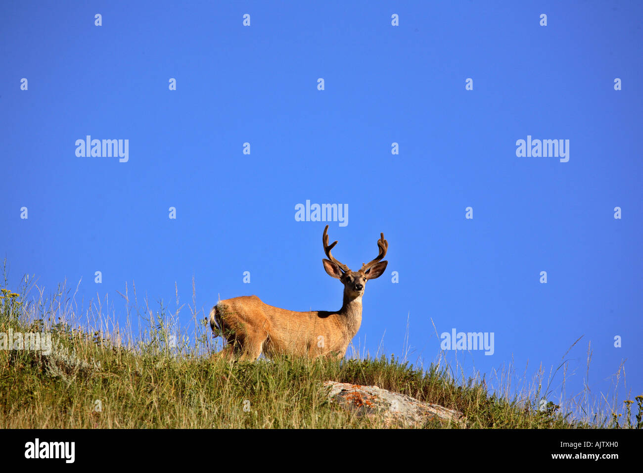 Mule Deer buck on a ridge in scenic Saskatchewan Canada Stock Photo - Alamy