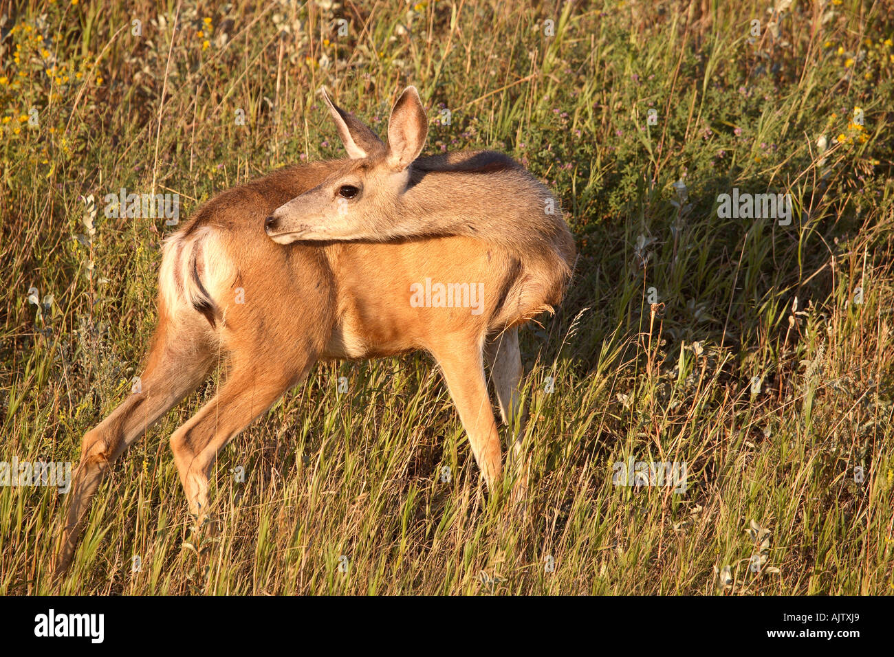 Mule Deer doe trying to lick its butt in Saskatchewan Canada Stock ...