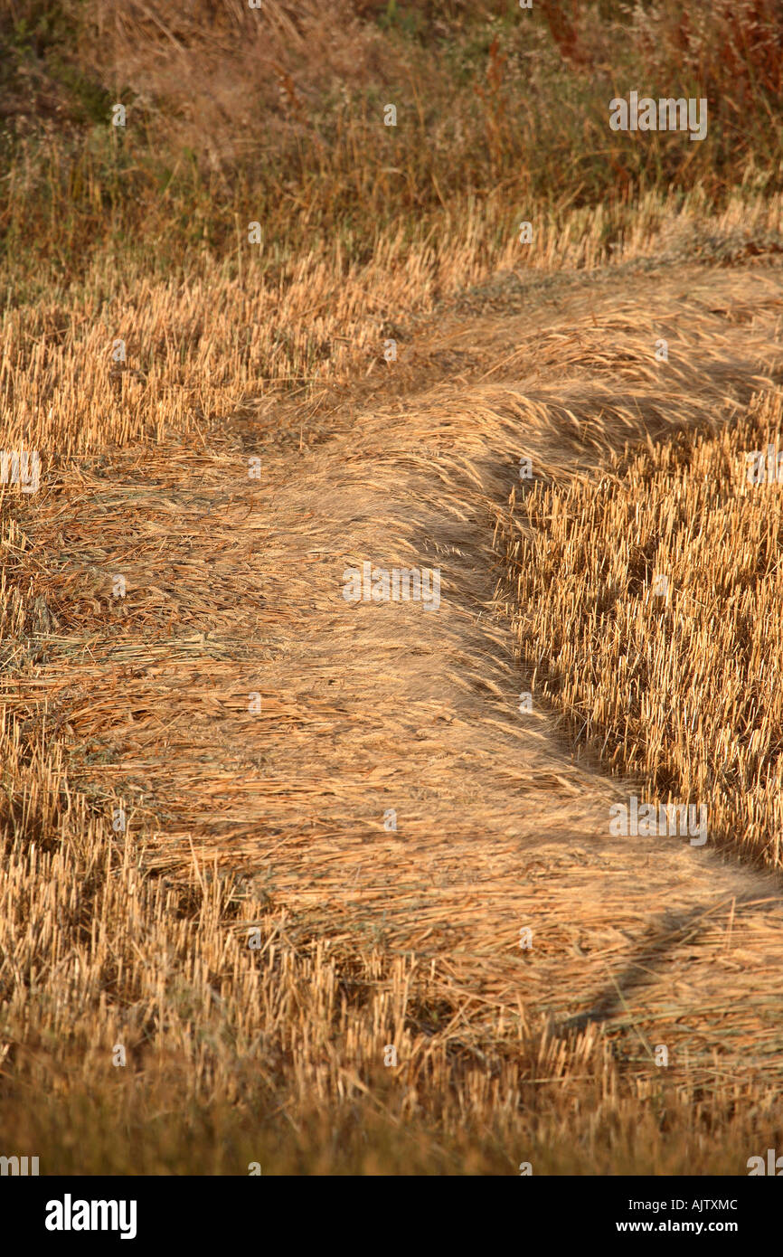 Swathed wheat hi-res stock photography and images - Alamy