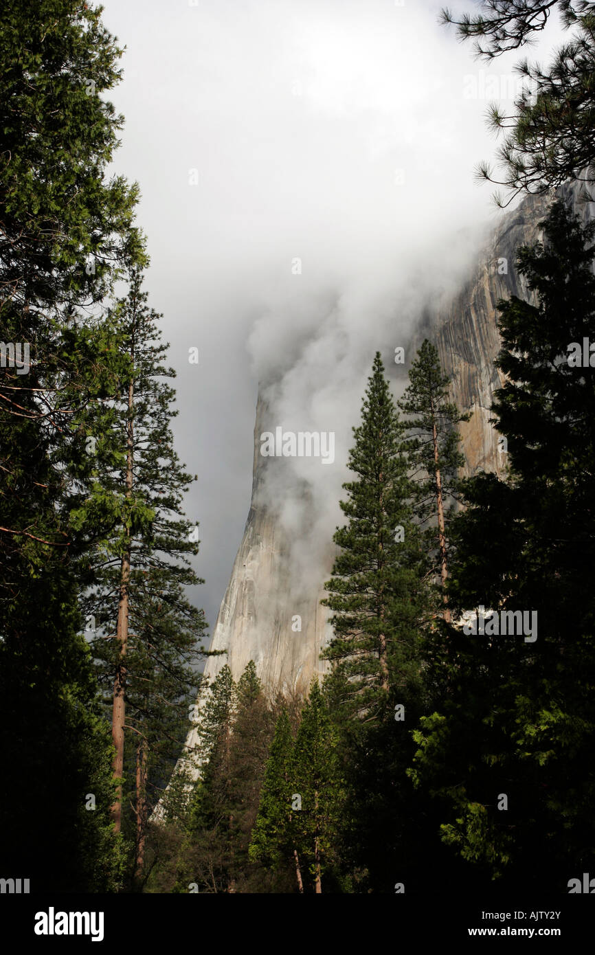 Yosemite Park trees in front of El Capitan Stock Photo - Alamy