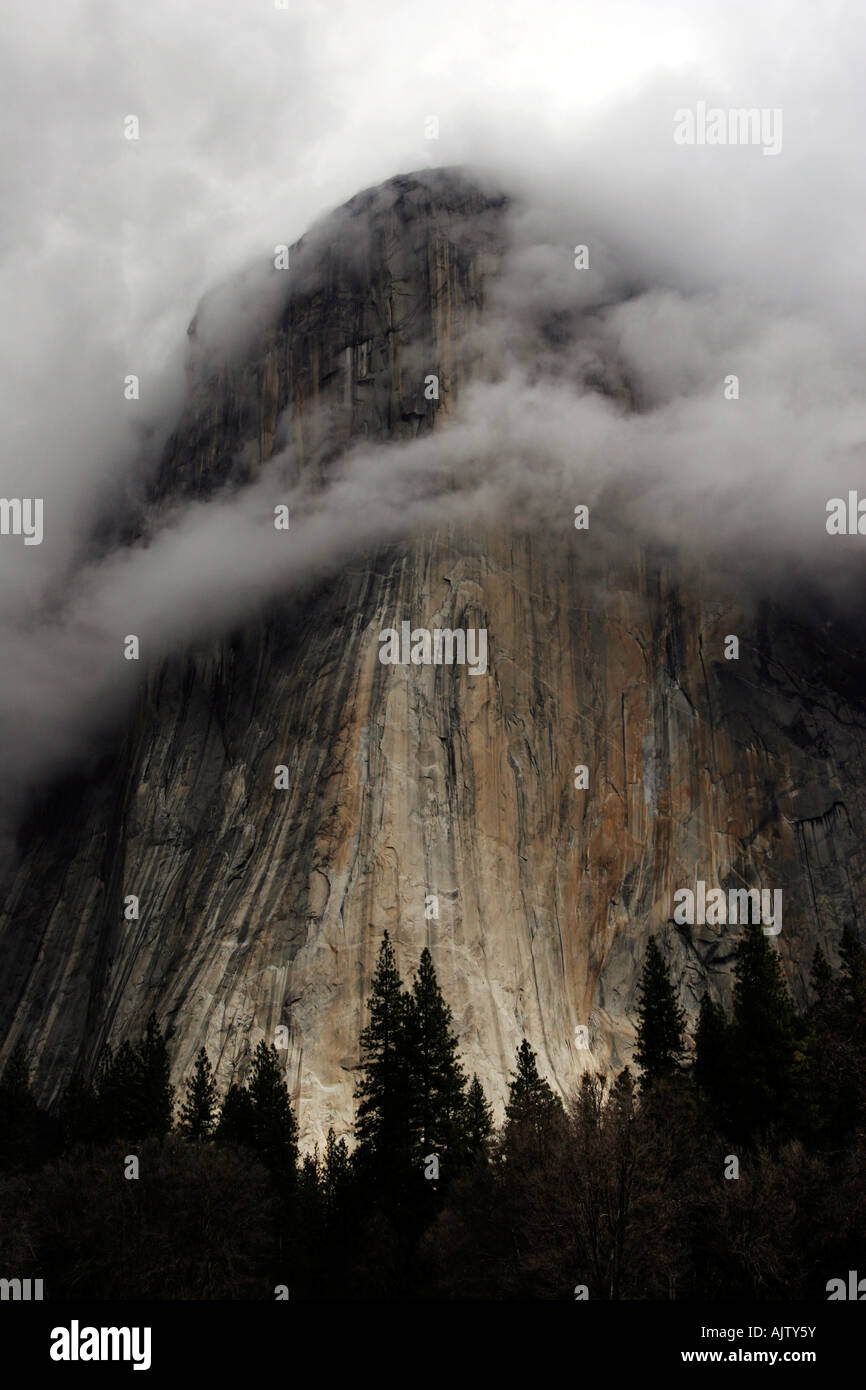 Yosemite Park trees in front of El Capitan Stock Photo - Alamy