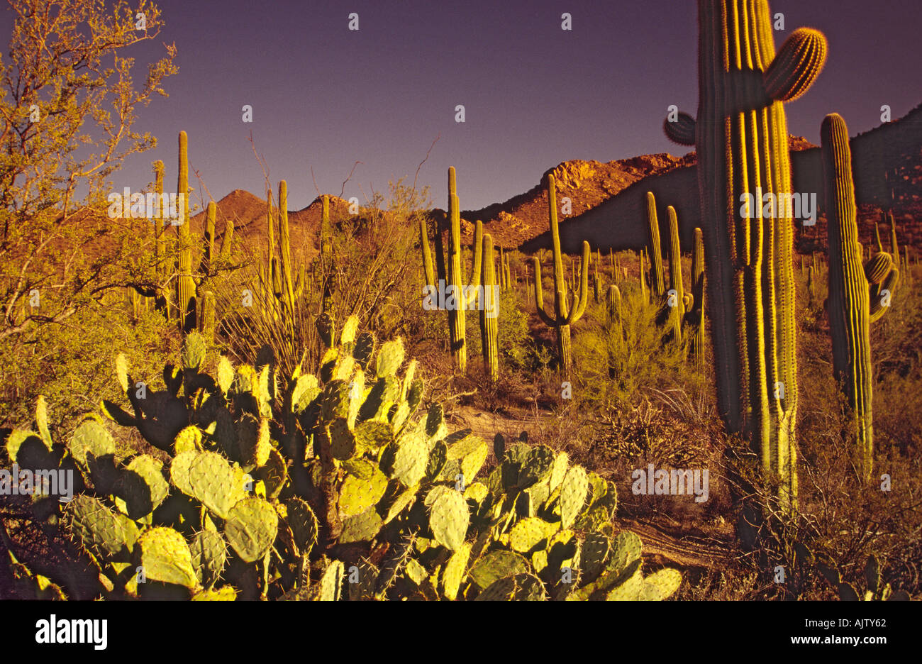 Sunset in sonoran desert hi-res stock photography and images - Alamy