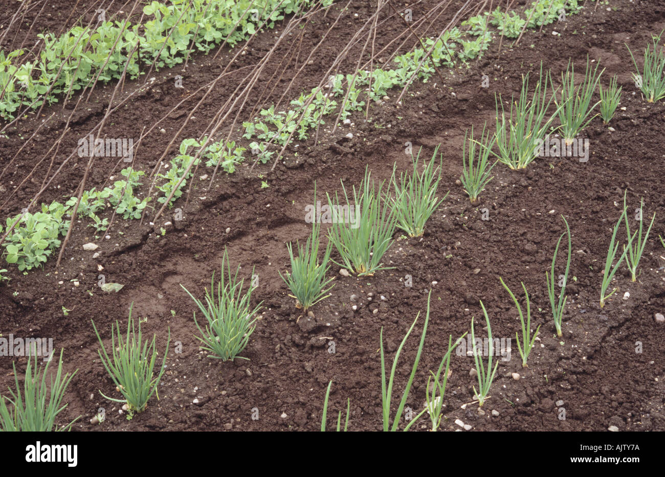 Part of a vegetable garden showing young shallot and pea plants growing ...