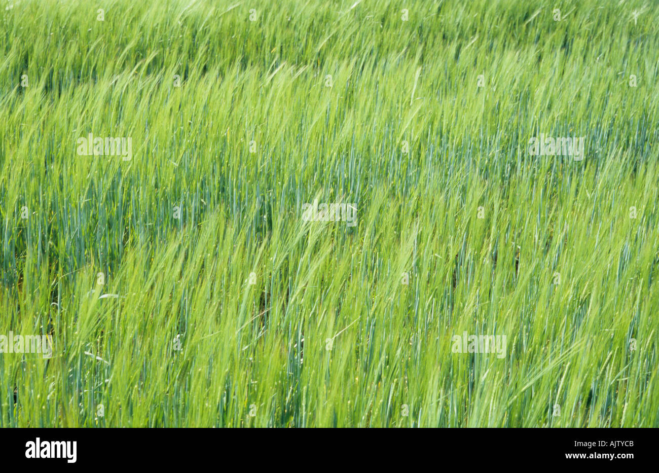 Field tramlines hi-res stock photography and images - Alamy