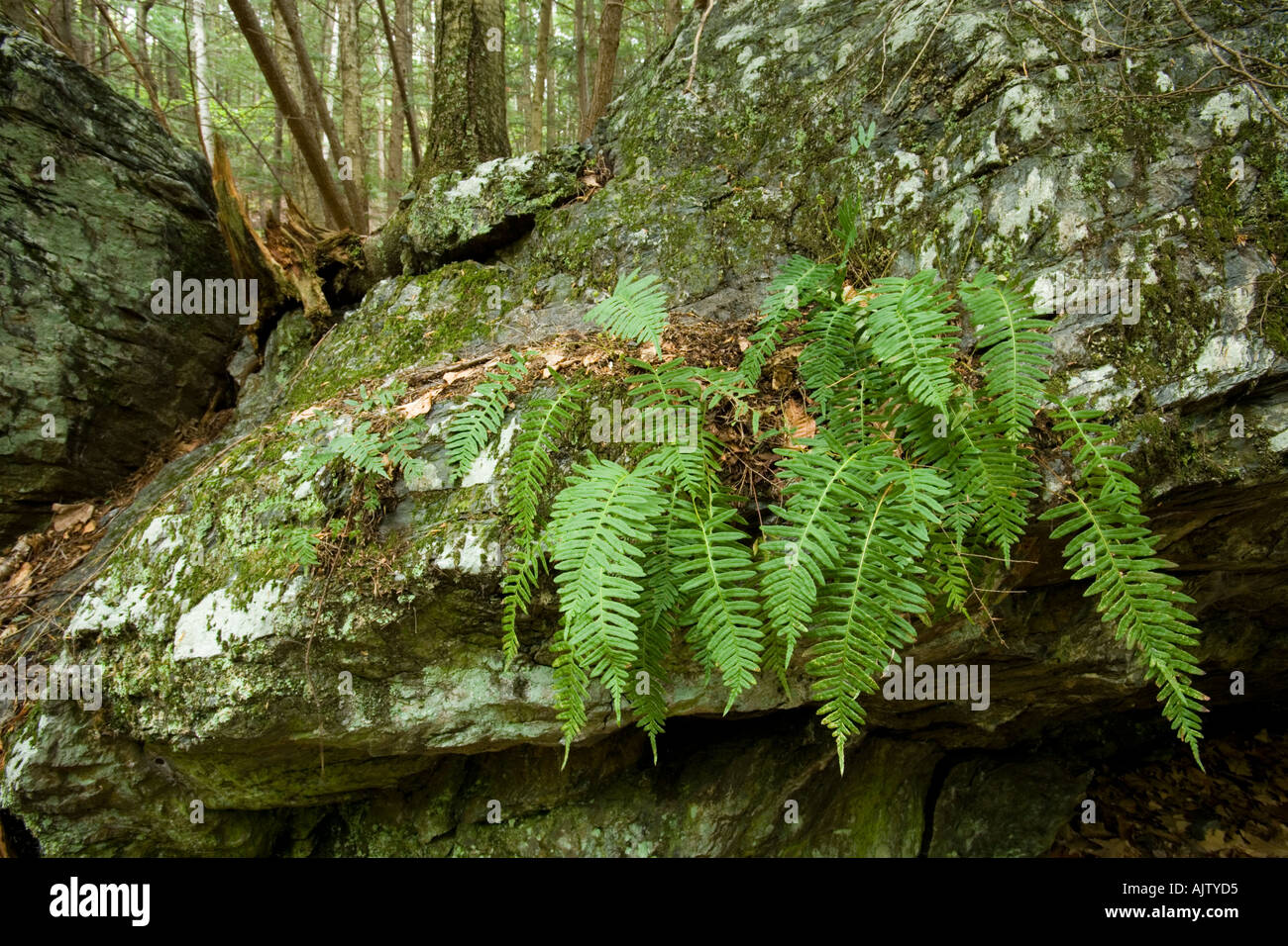 Ferns growing on rock in forest Stock Photo - Alamy