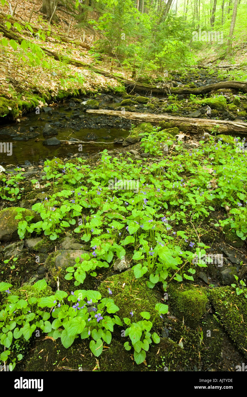 Common blue violets Viola papilionacea growing on the rocksin Gulf ...