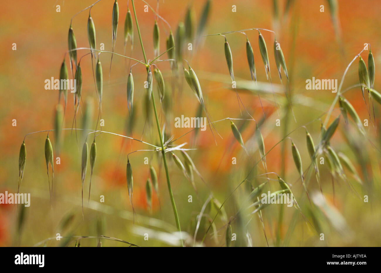 Close Up Wild Oat Avena Stock Photos & Close Up Wild Oat Avena Stock ...