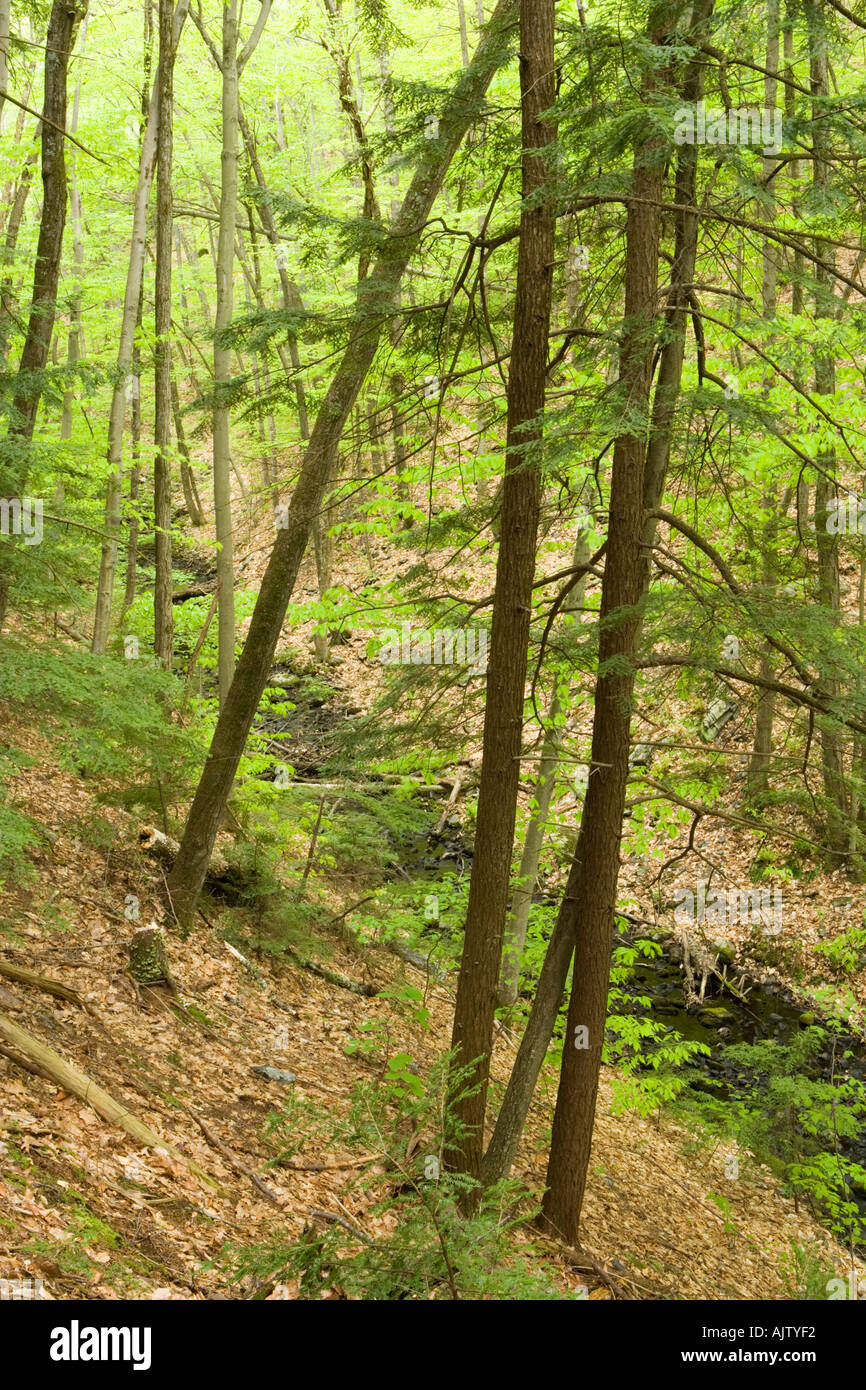 Hemlock trees dominate one side of Gulf Brook Ravine in Pepperell MA ...