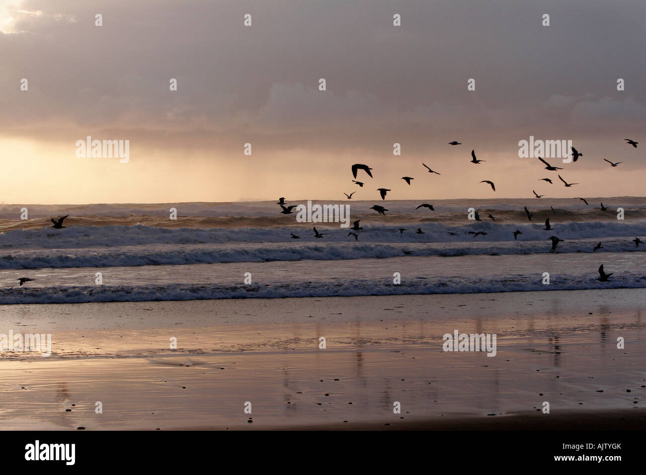 seabirds flying during a pretty sunset Stock Photo - Alamy