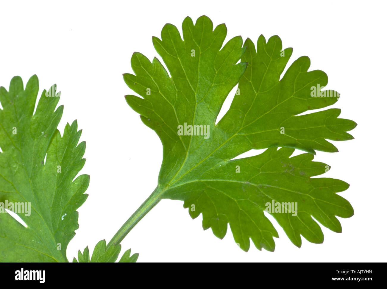 Coriander herb hi-res stock photography and images - Alamy