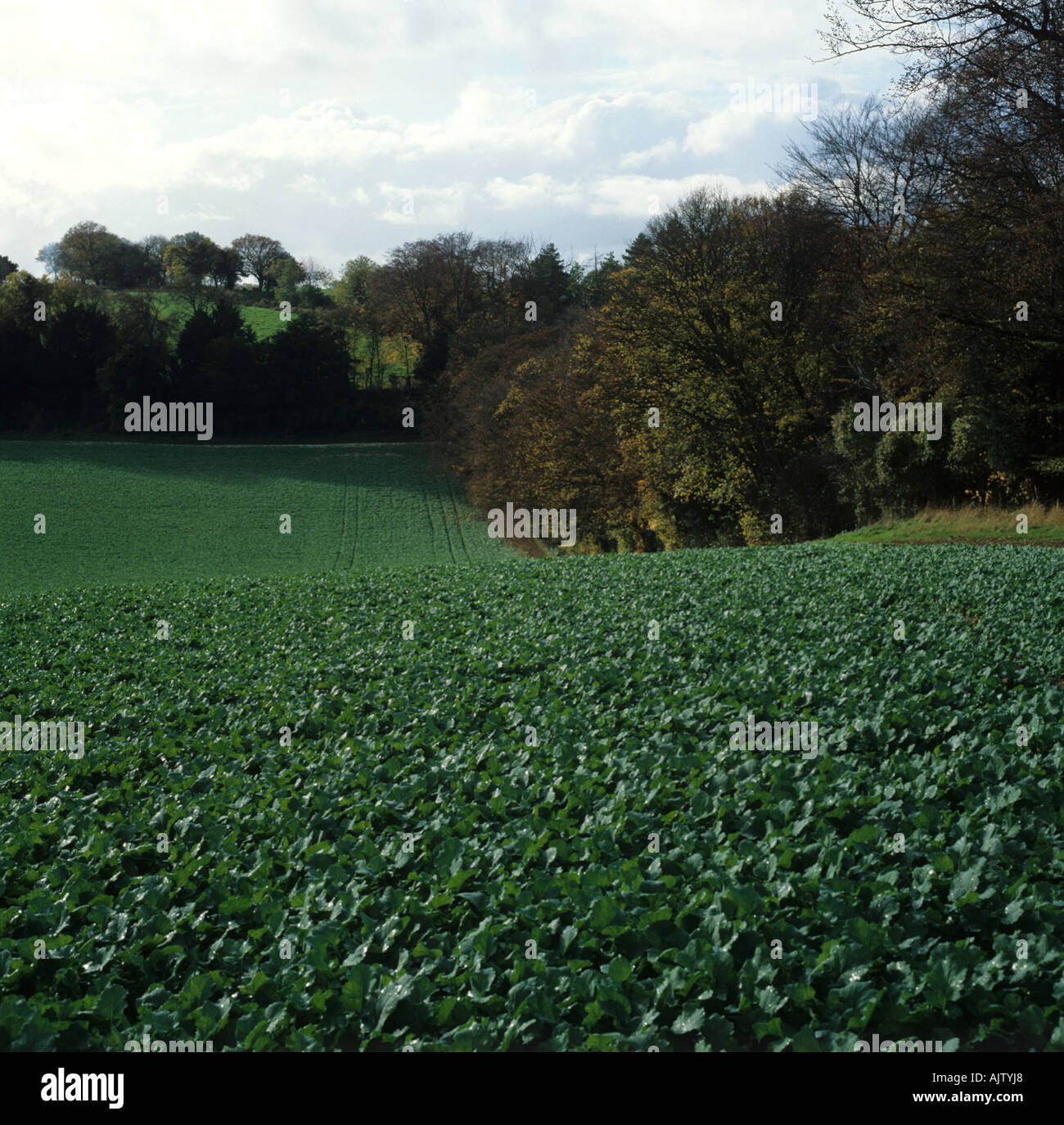 Young oilseed rape crop in rolling field trees in autumn colours Stock ...